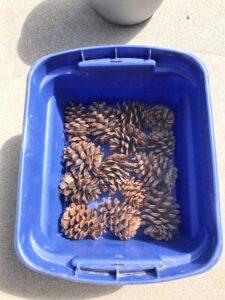 How To Bleach Pine Cones – 99easyrecipes